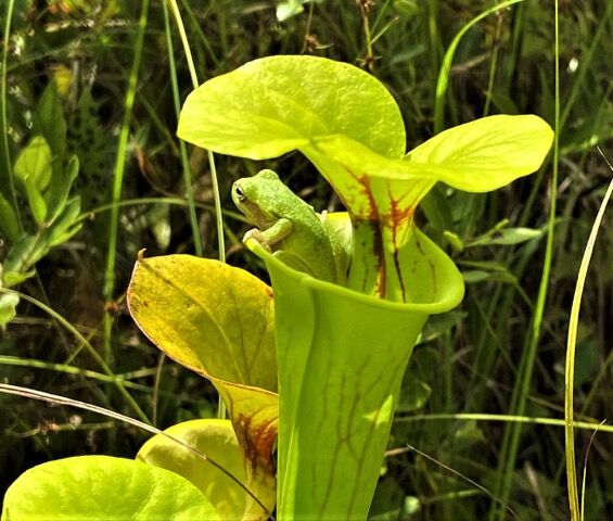 ECOVIEWS: Insects should beware of tree frogs and pitcher plants
