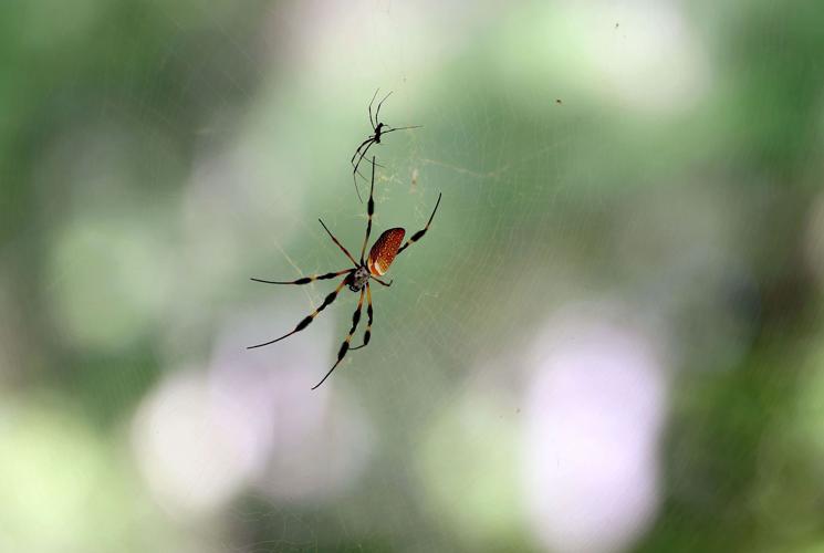 Caw Caw Center, a former plantation site with centuries of history