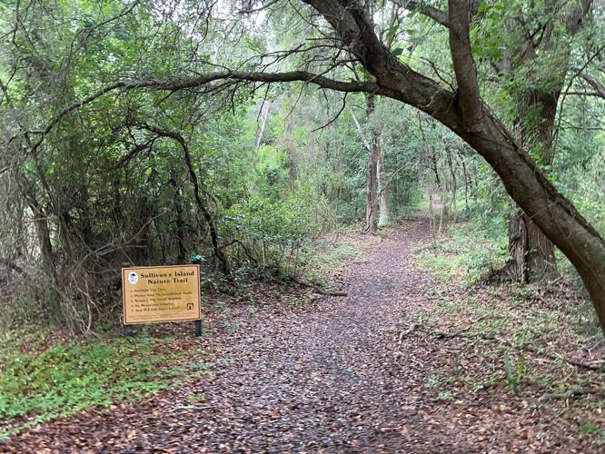 Editorial: Expand public access in Sullivan's Island's maritime forest ...