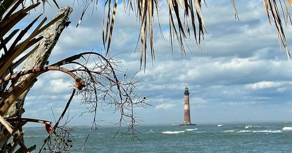 Enjoy shells, fish and birds at Folly Beach