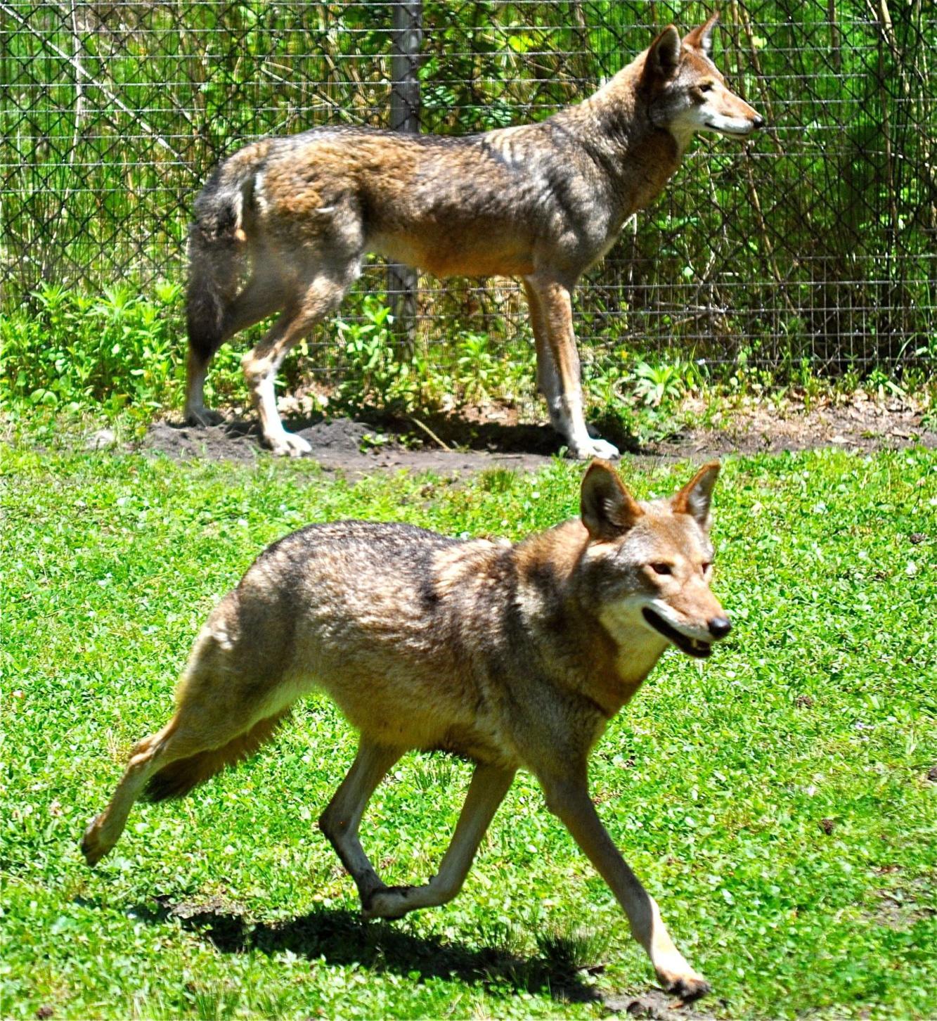 Only 14 red wolves remain in SC wild, and US agency won't say what they ...