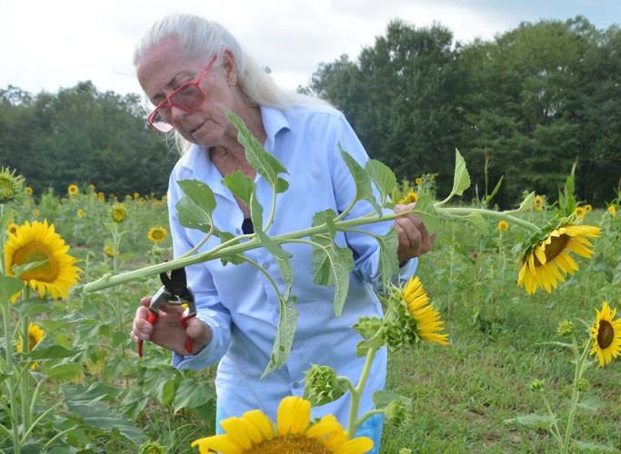Whisper Farm takes shape, with sunflowers galore, near Salley