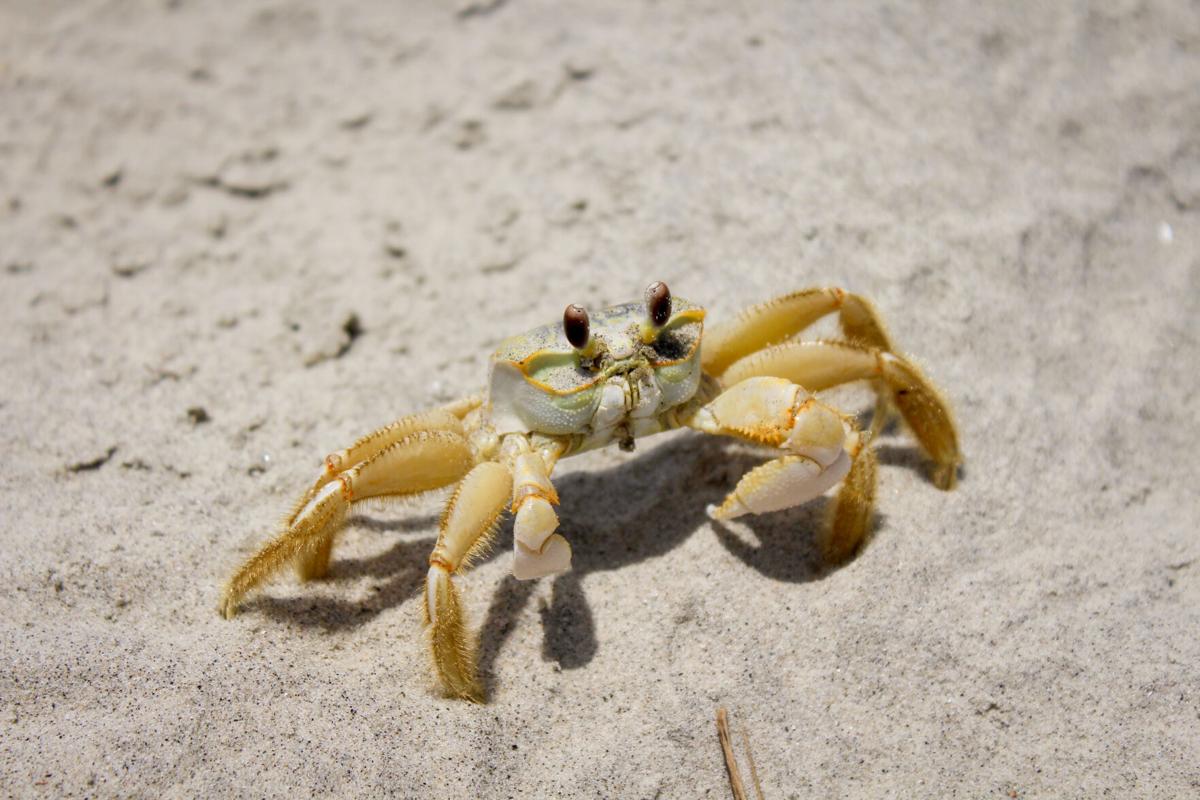 sand crabs