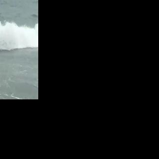 Sharks and stingrays in the Myrtle Beach surf