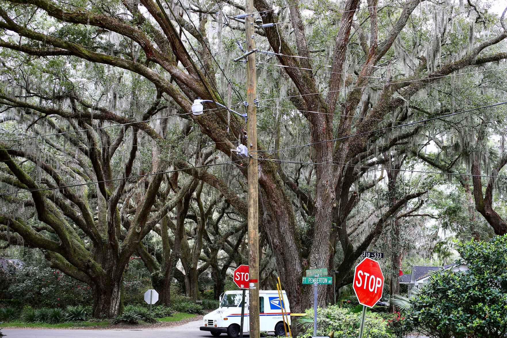Tree preservation letter wins December Golden Pen award