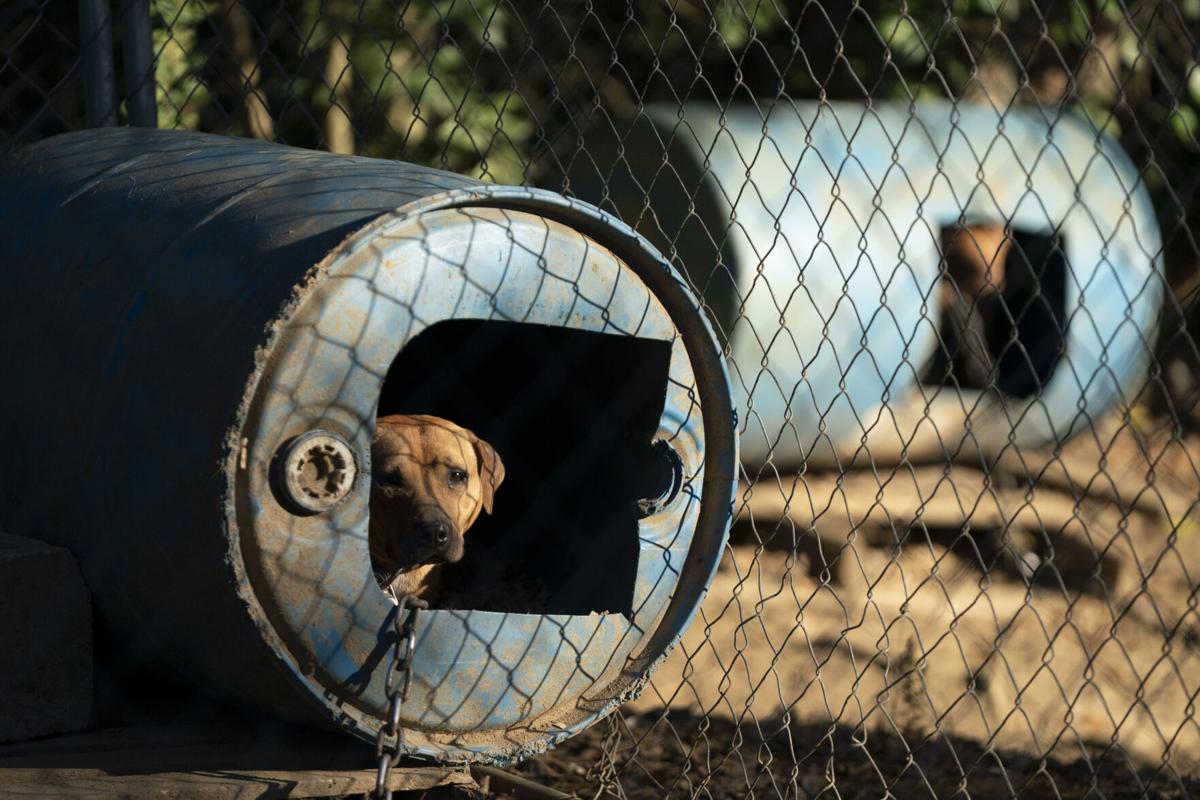 dog fighting ring arrest