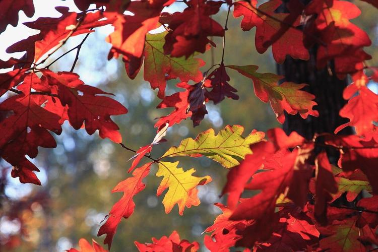 Glancing At Leaves
