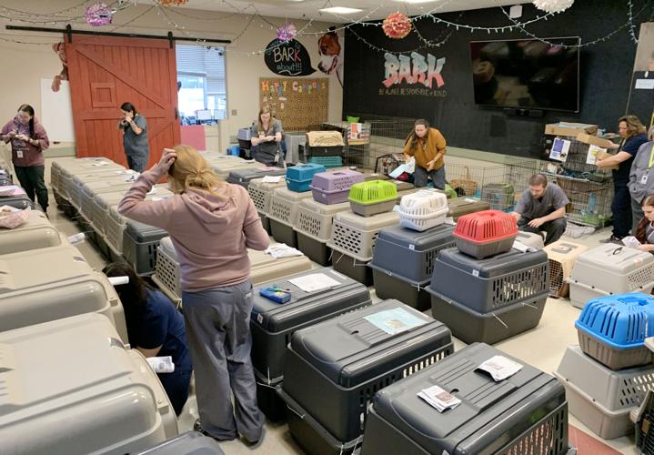 Animal shelters in Charleston working to clear spaces ahead of Ian's ...