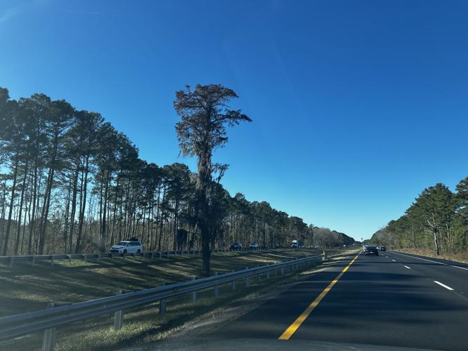 Tree marks halfway point between Charleston and Columbia