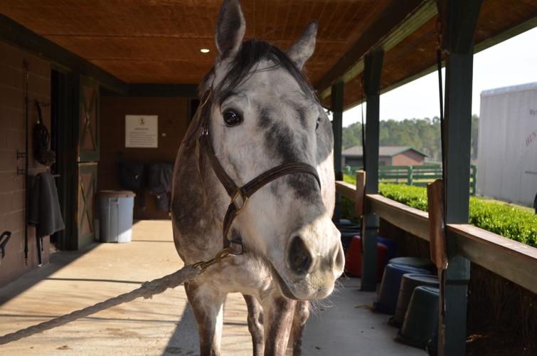 Equine Rescue of Aiken saves horses and gives people a purpose