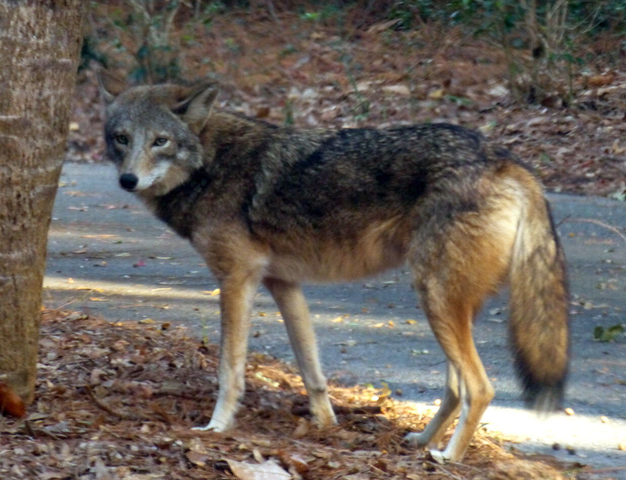 SCDNR removes coyotes from Kiawah after turtle attack