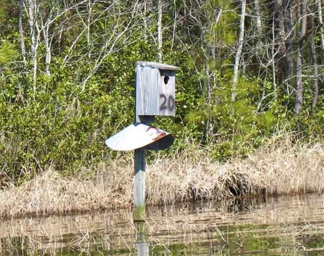 ECOVIEWS: What is a predator guard? | Features | postandcourier.com