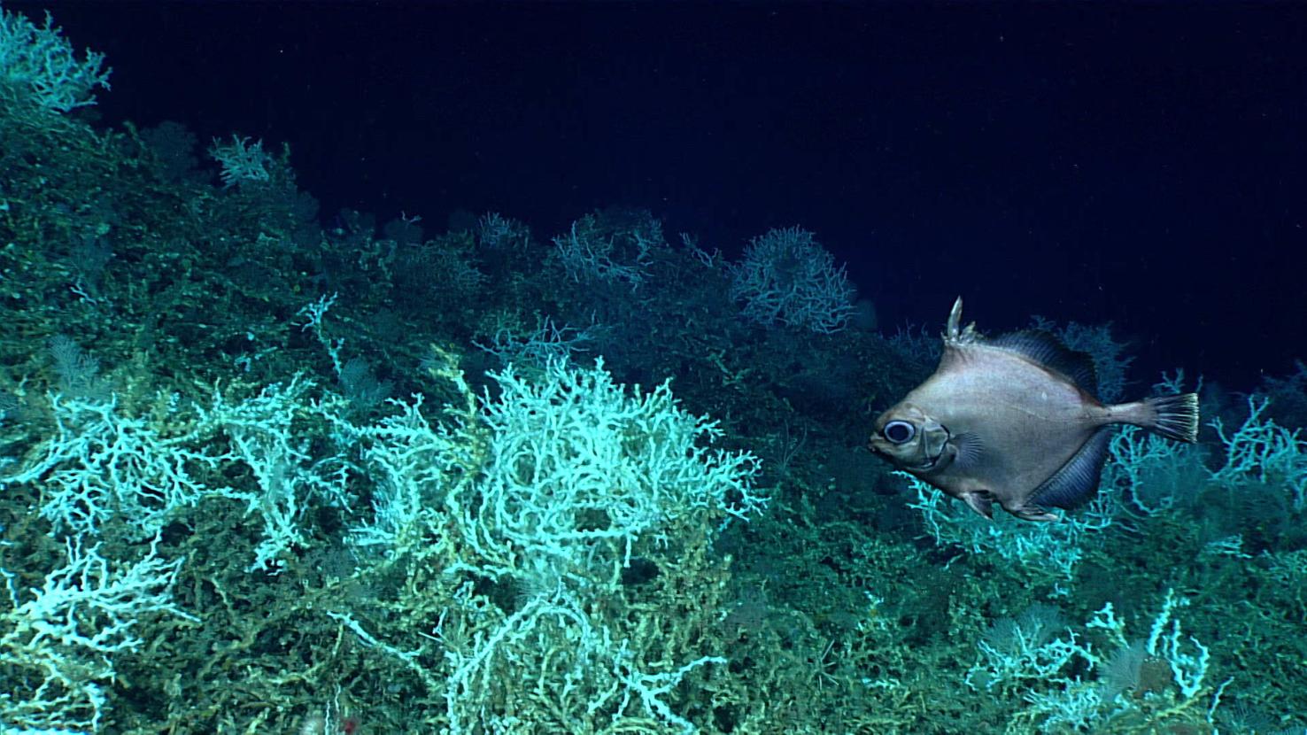 Looming dangers may threaten Blake Plateau, its coral off SC