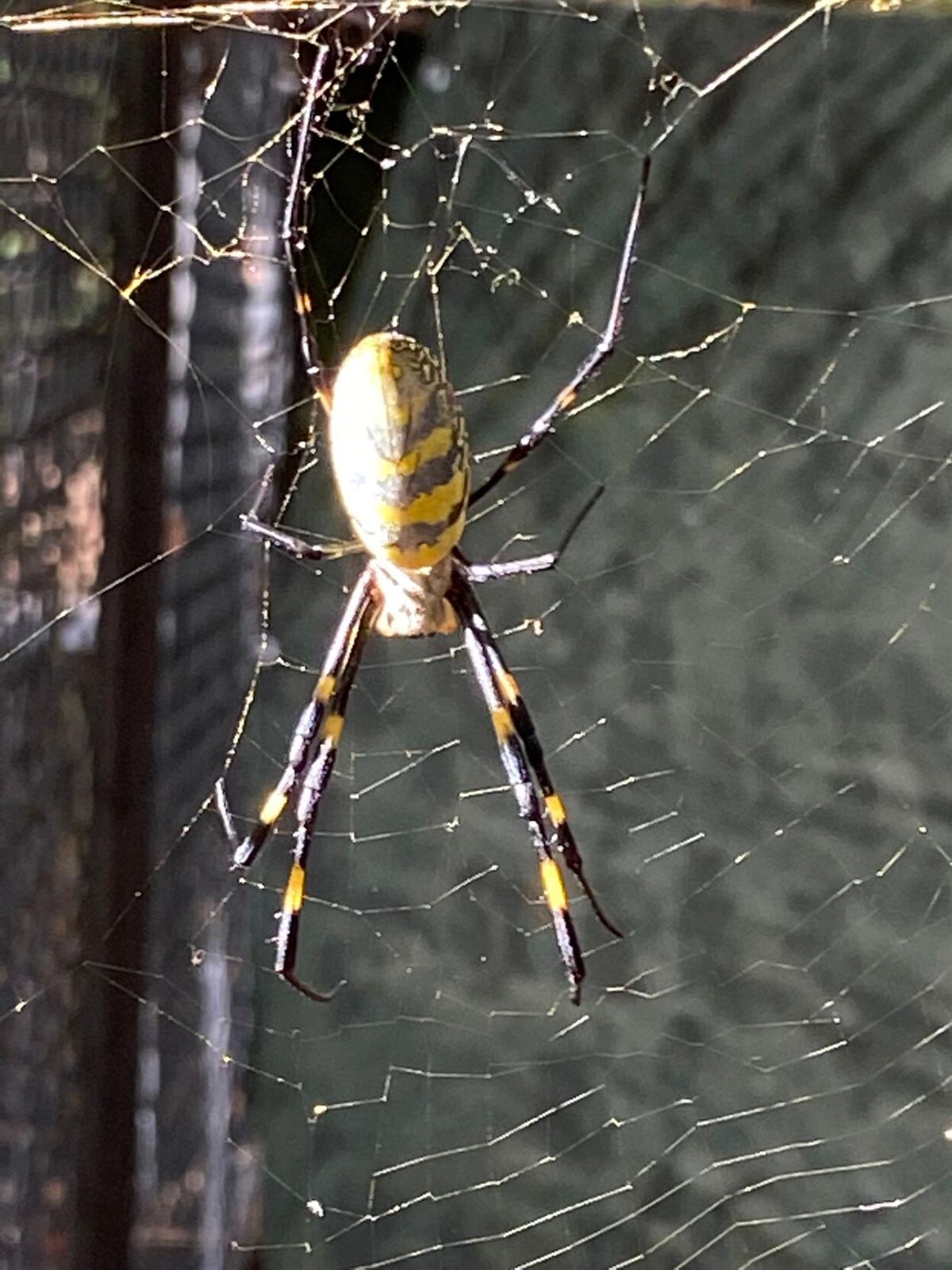 Large Asian spider is crawling its way along the East Coast on its way ...