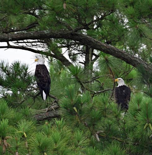 do eagles nest in pine trees