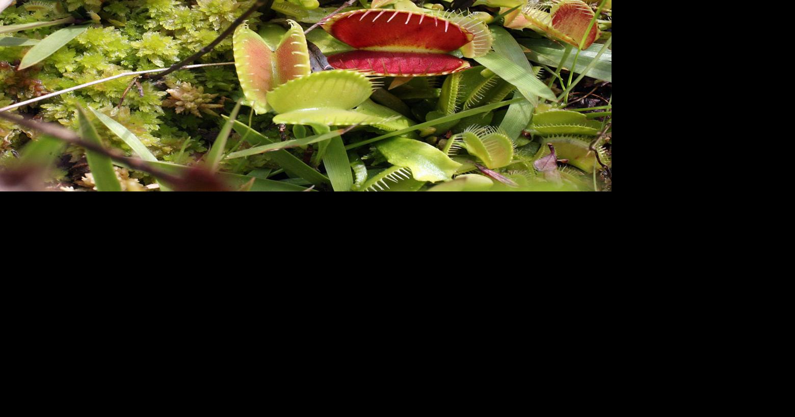 South Carolina native plant Venus flytrap eyed for Endangered Species list