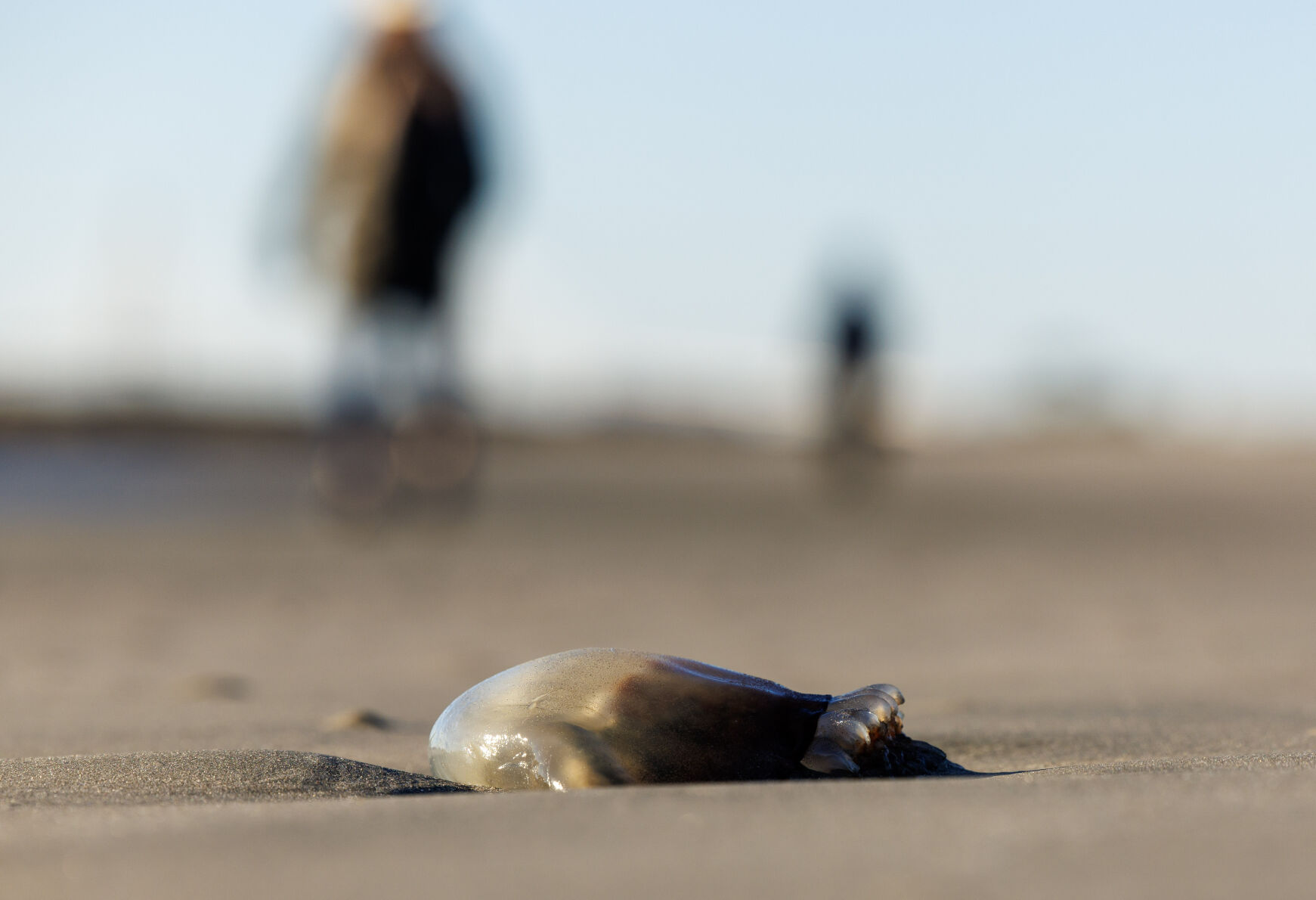 Here's why dead jellyfish wash up en masse in Charleston Co.