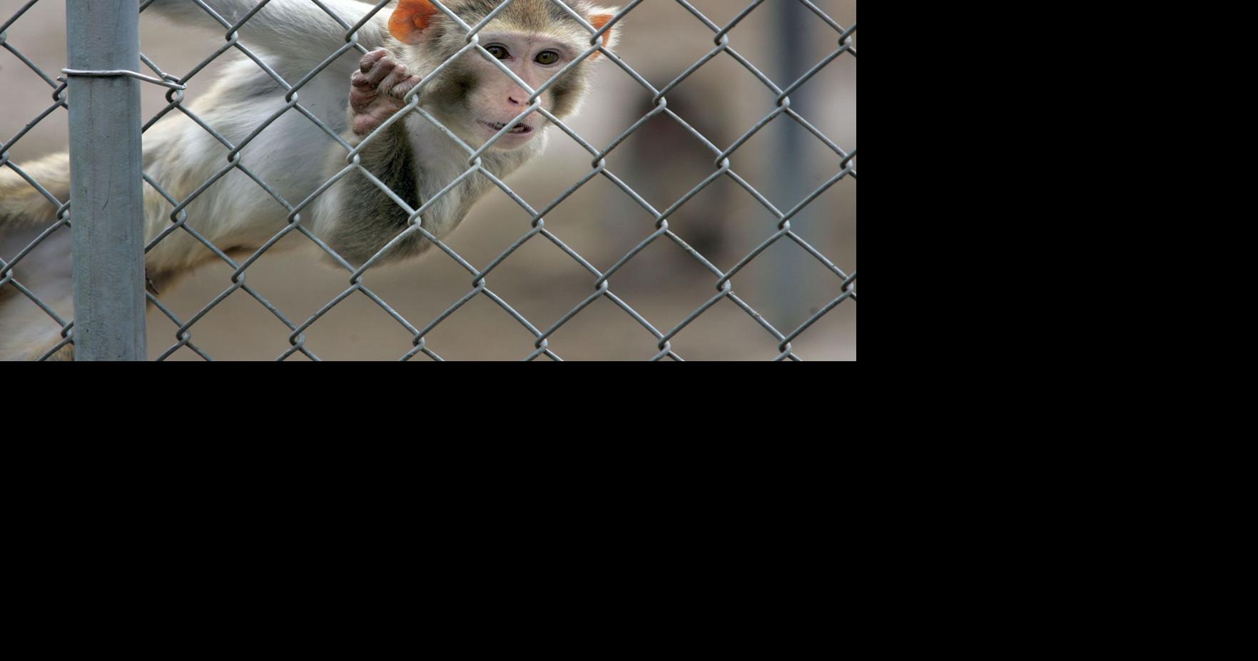 19 lab monkeys escape Yemassee facility, all recaptured