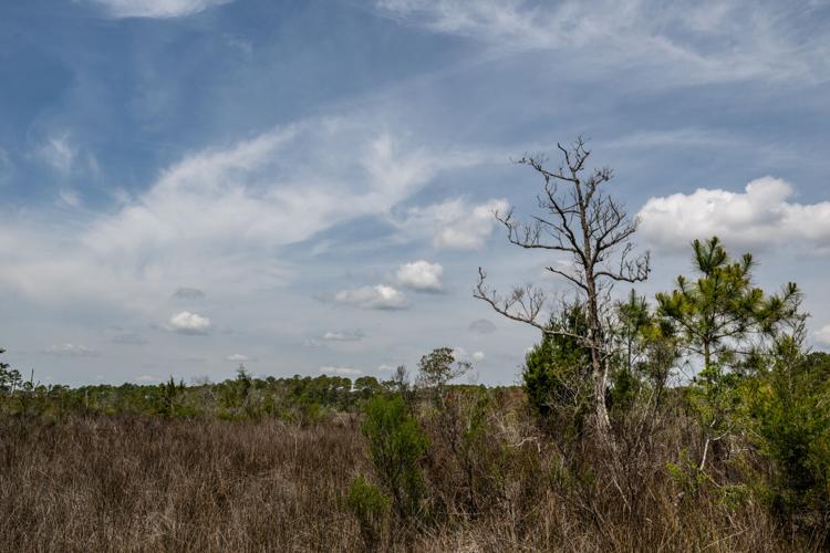 Photos: Coosaw Sea Island Cotton Heritage Preserve