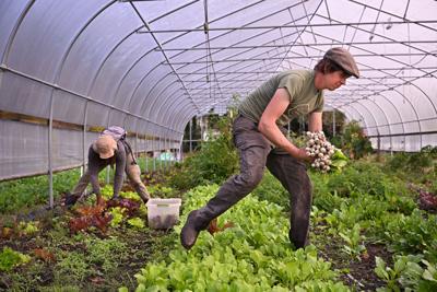 Community farm programs for farm fresh food in SC
