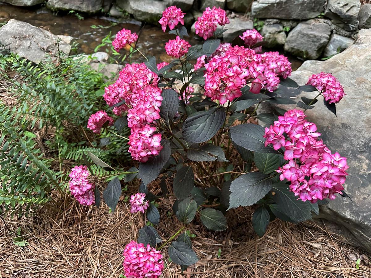 purple leaved hydrangea