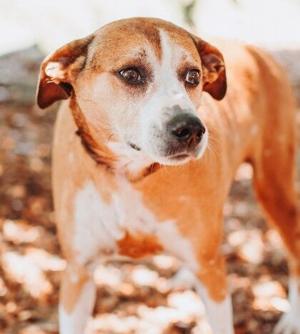 Dog of the Week