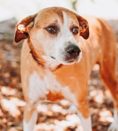 Dog of the Week