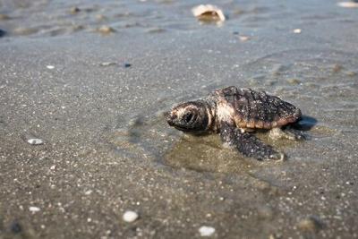 loggerhead sea turtle nesting