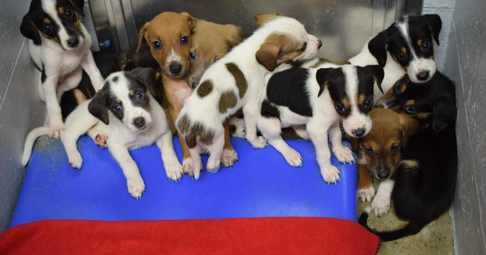Dorchester County Animal Shelter