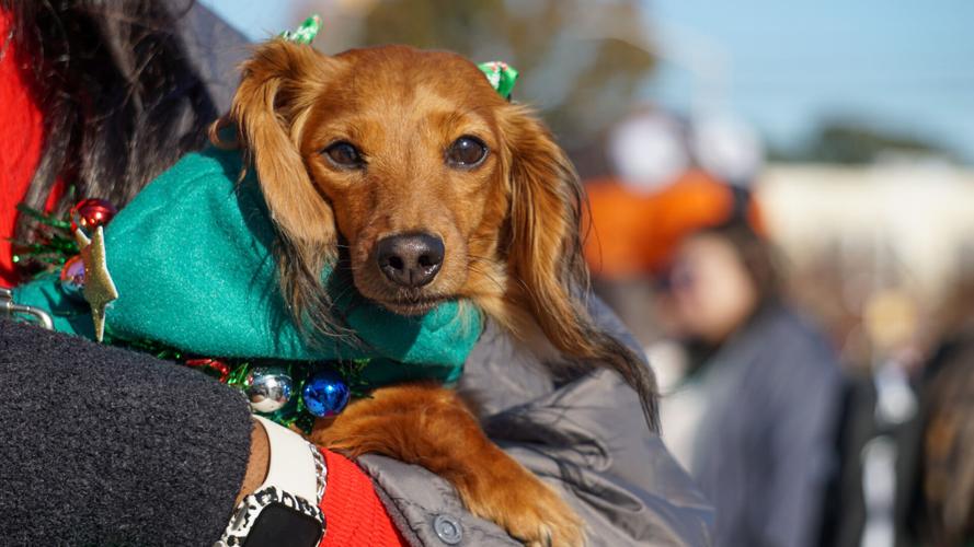 Dachshunds of Columbia SC brings dogs & companions together