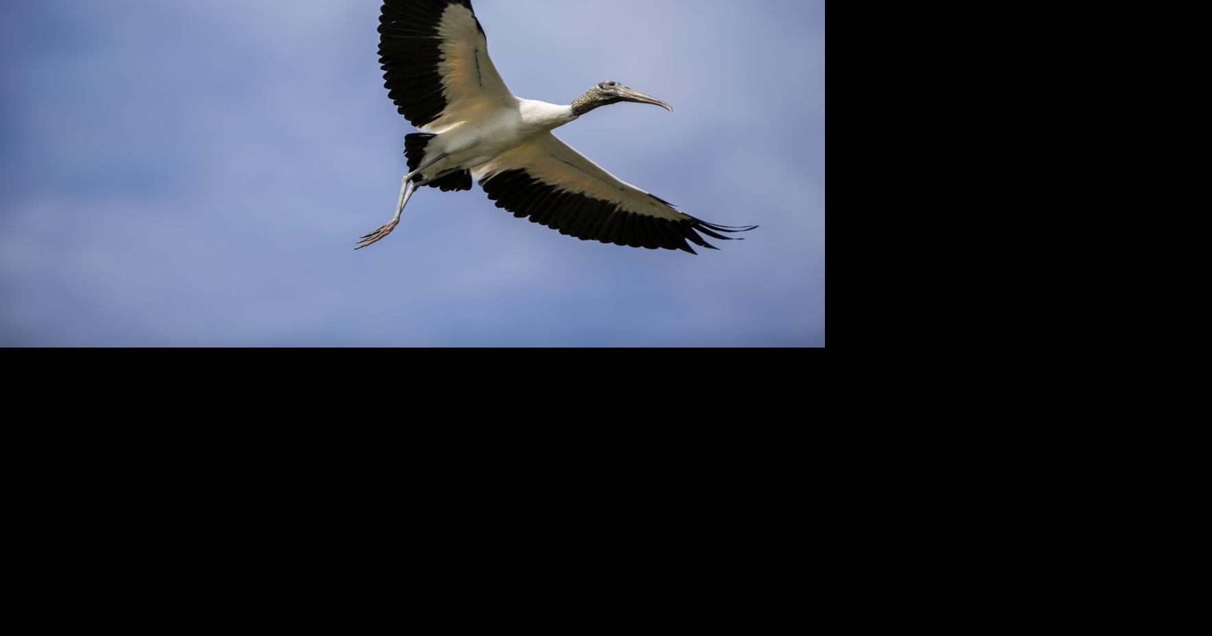 Wood storks, once rare in SC, may soon be removed from the endangered ...
