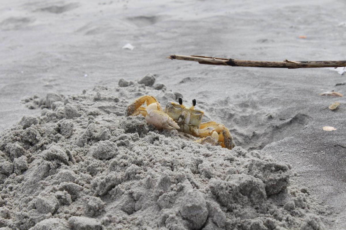 why do ghost crabs dig holes