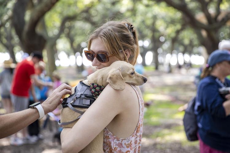 Online meetup groups for dog owners explodes in popularity | Features ...