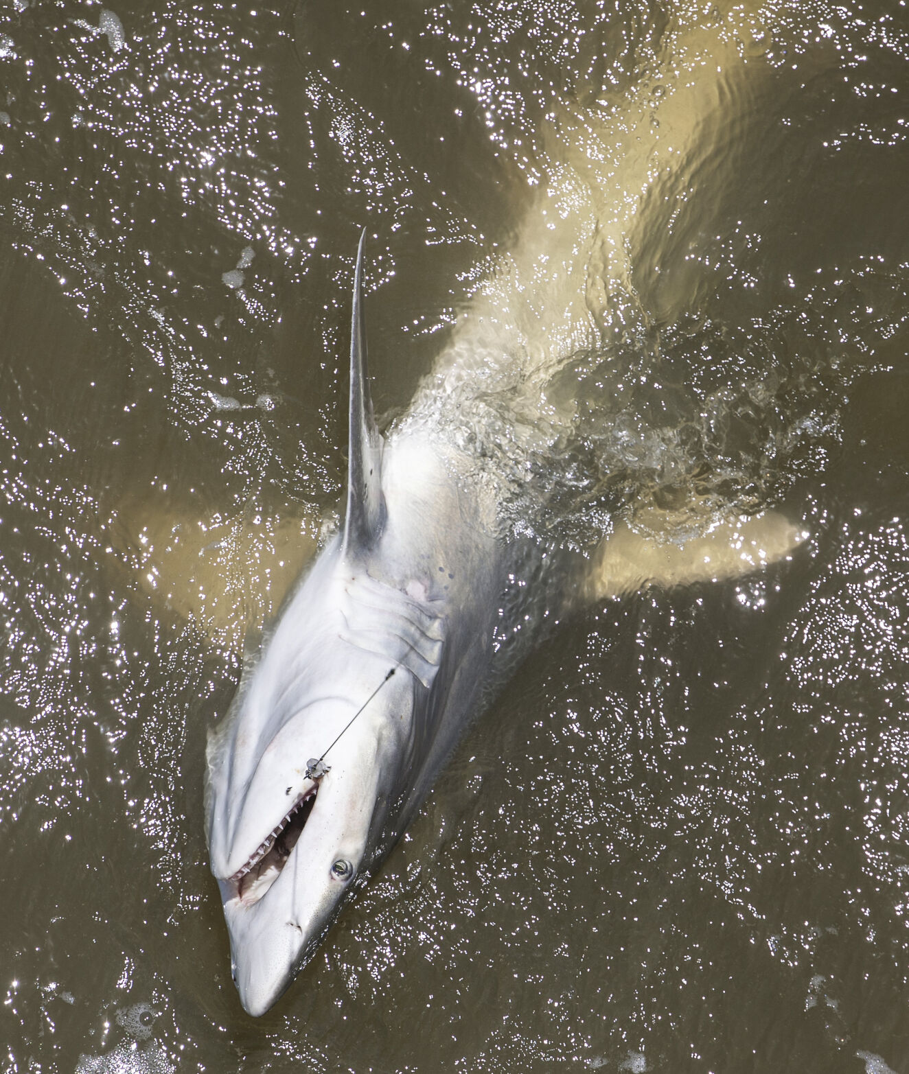 Another likely shark bite reported on Hilton Head Island
