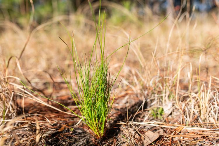 Difficulty finding longleaf pine seeds threatens restoration