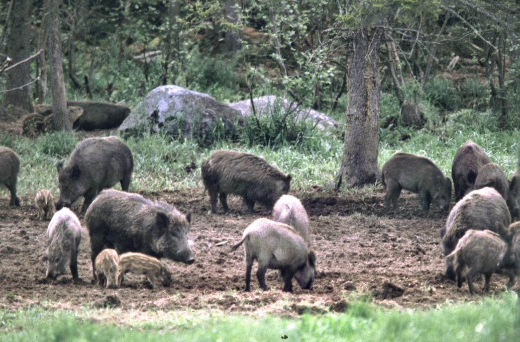 Gone to the hogs, invasive pigs cost state millions