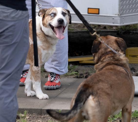 Operation Pit Bull Snip is a free neuter and spay program