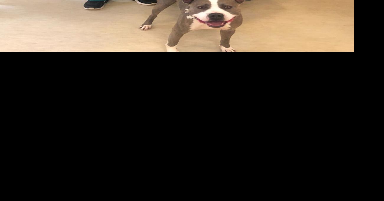 SPCA Albrecht Center offers tips for adopting a dog