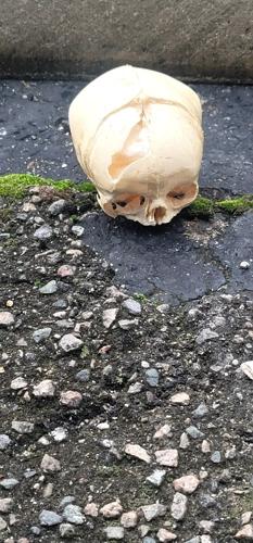 human skull found