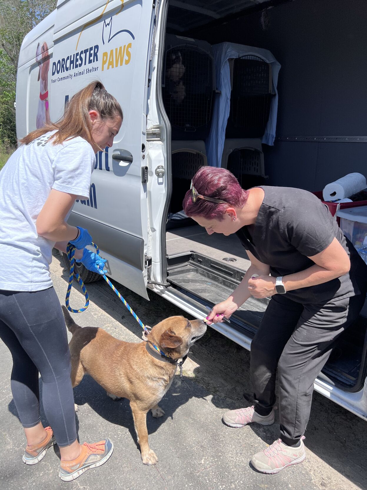 30 dogs rescued from 'deplorable conditions' in Dorchester