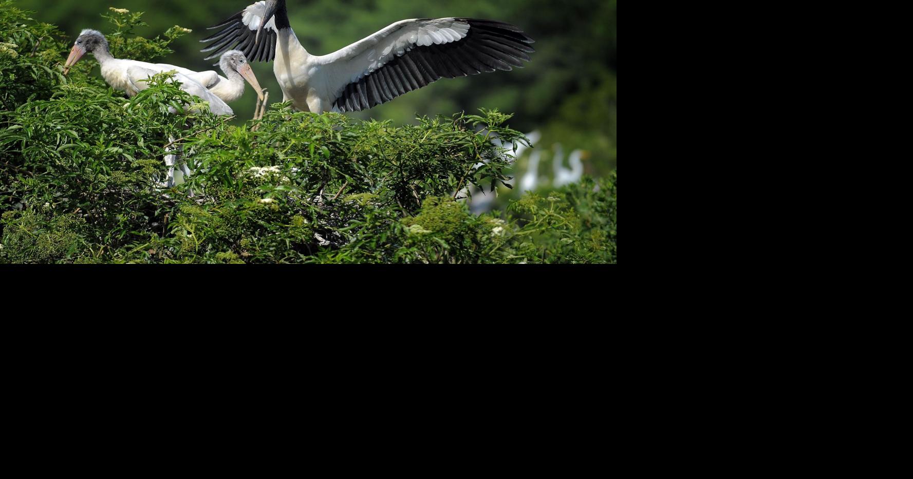Wood stork still mysterious even as nest numbers climb in SC | Archives ...