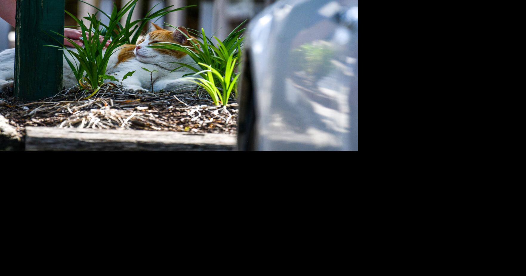 Column: Palmetto Golf Club reopens with new grass, same special feeling