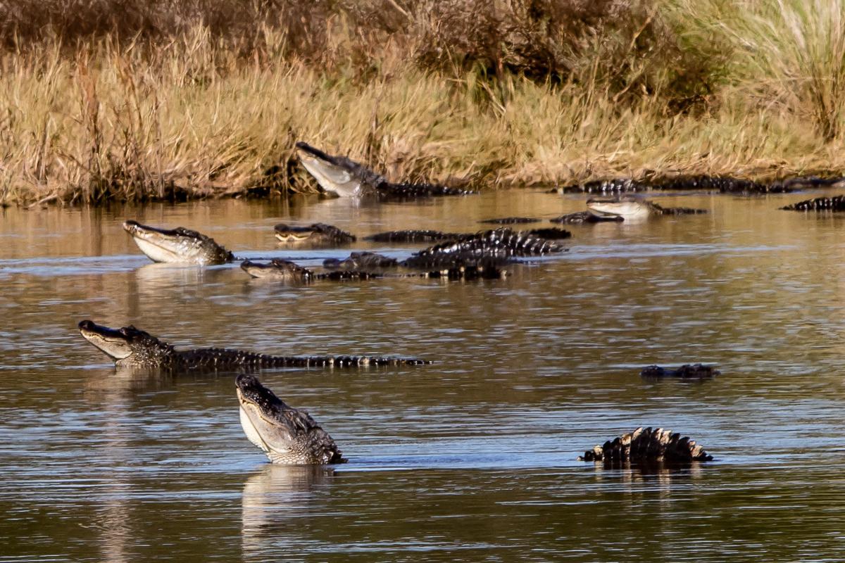 Congregation of gators: Winyah High School class of 1962 gathers in ...