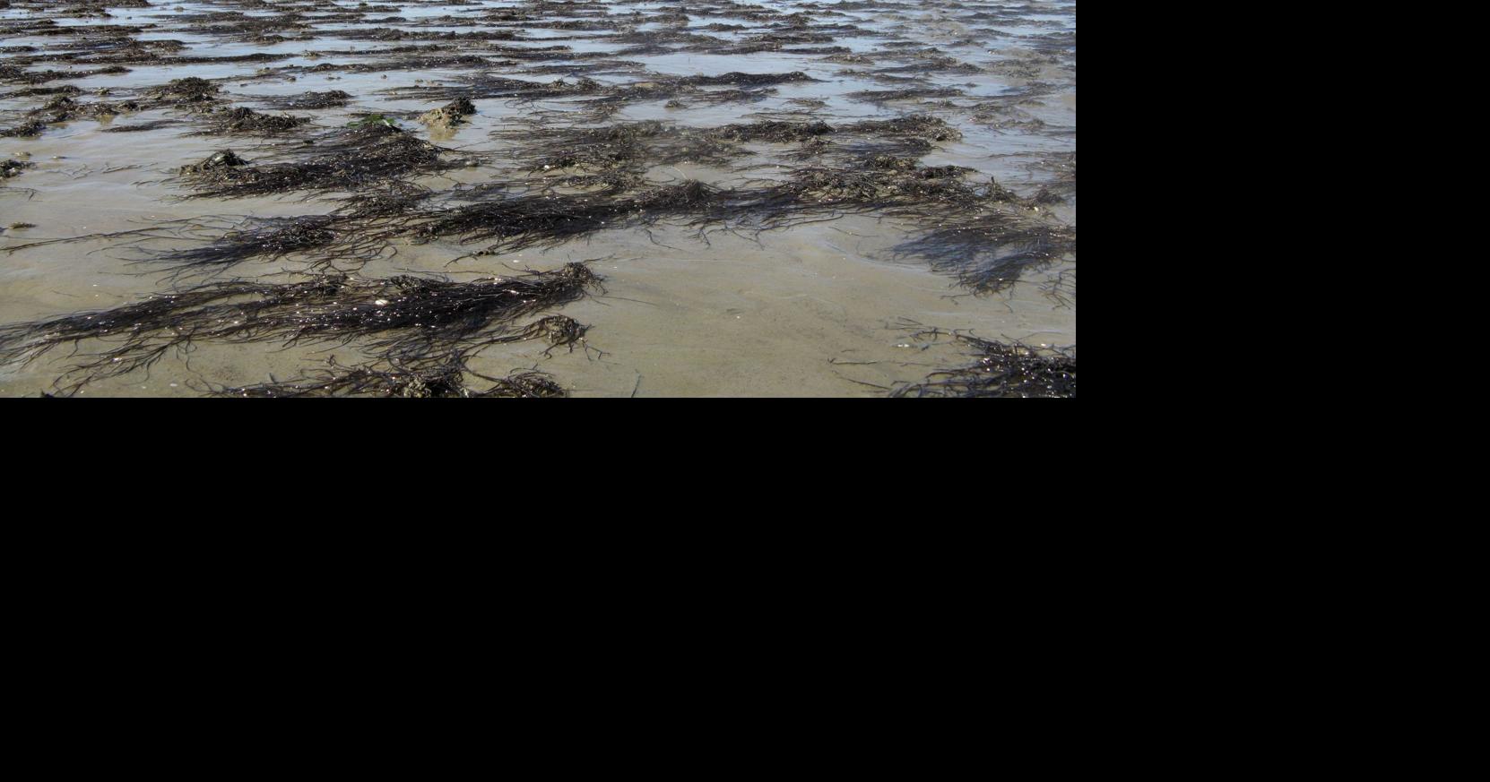 Invasive seaweed may come from Japanese oysters
