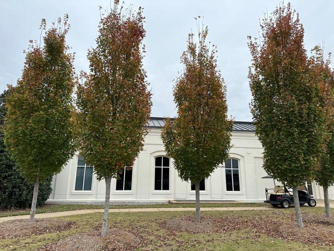 Slender trees perfect for small spaces | Features | postandcourier.com