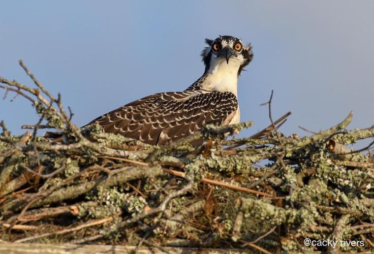 For over 40 years, a pair of ospreys returns to a nest in the Old Village