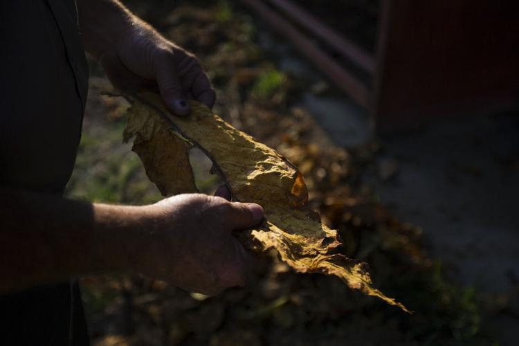 As smaller SC farms drop out, tobacco a growing cash crop for Breland ...