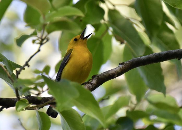Reader photo pick of the week: Yellow | Features | postandcourier.com