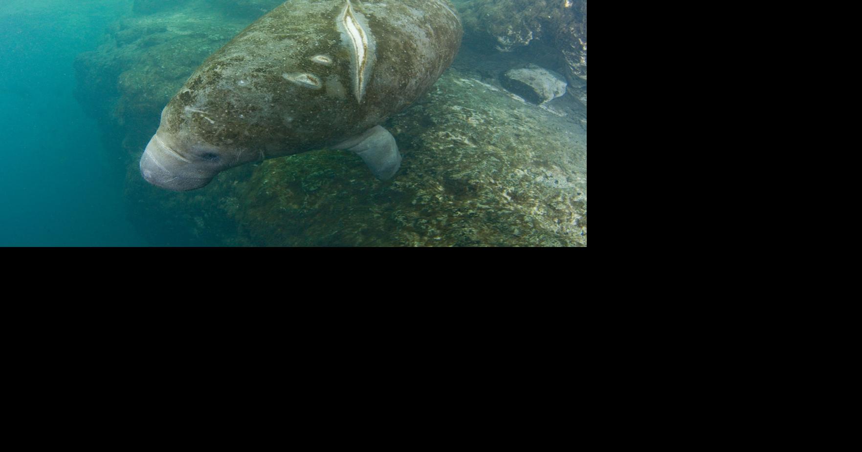 manatee downlisted