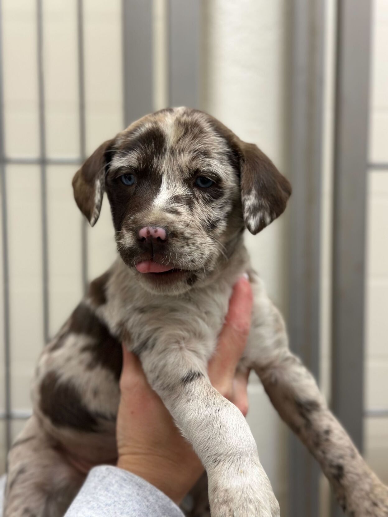 SPCA Albrecht Center offers tips for adopting a dog